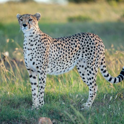 Our Work: Client Success Stories | Lantern Comitas